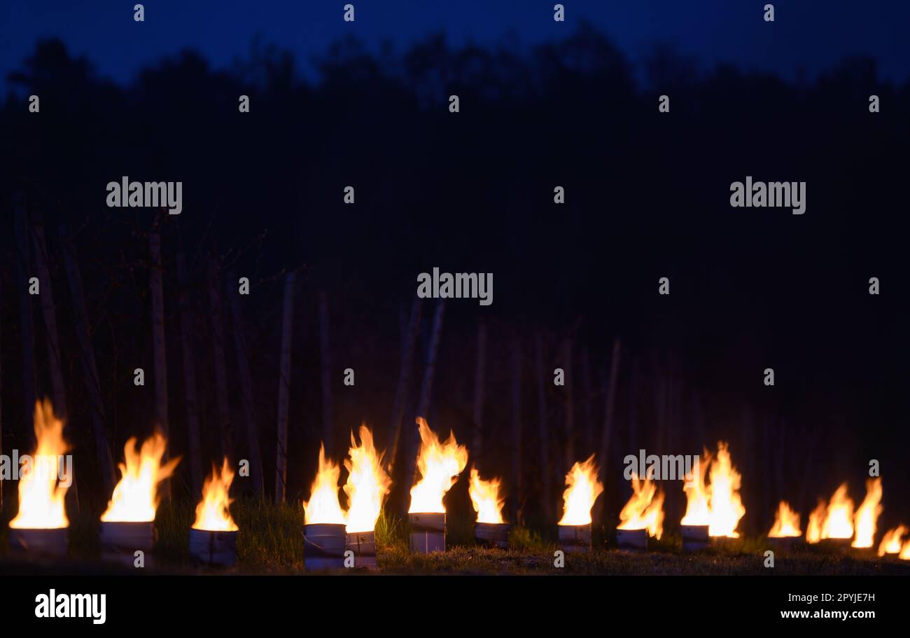 04 May 2023, Saxony, Weinböhla: Numerous small controlled fires burn in ...