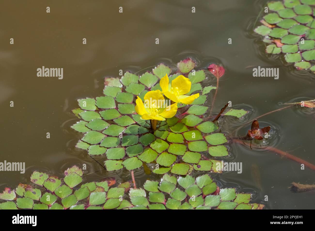 Water plant with yellow blossom and leaves in wonderful pattern ...
