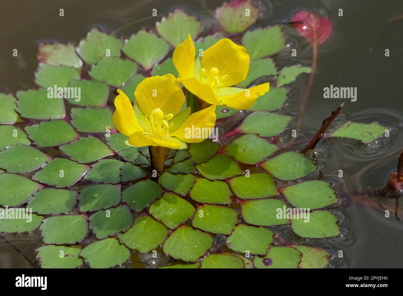 Close-up of a water plant with yellow flower and leaves in wonderful ...