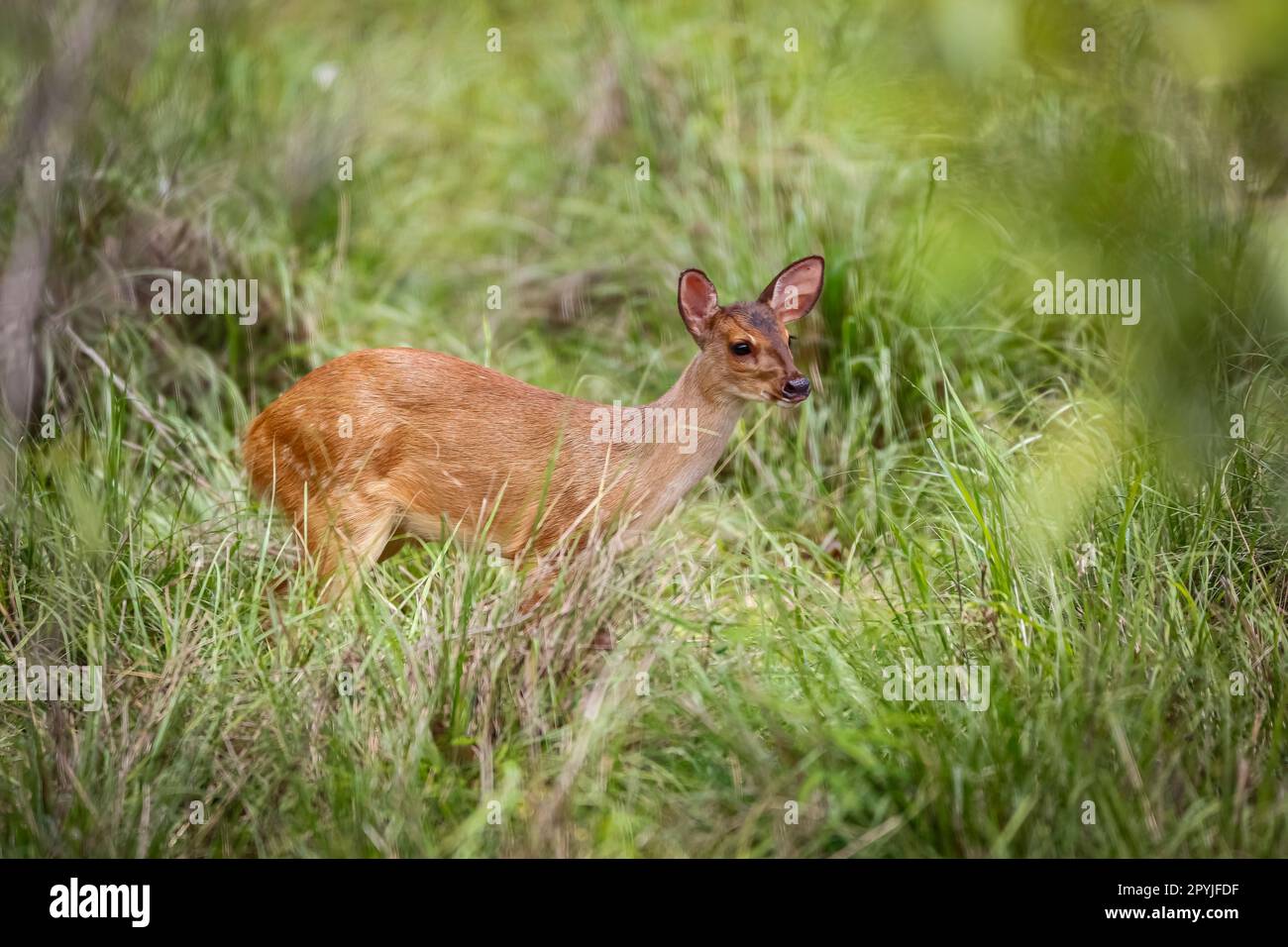 Red Brocket deer in high green grass, Pantanal Wetlands, Mato Grosso ...