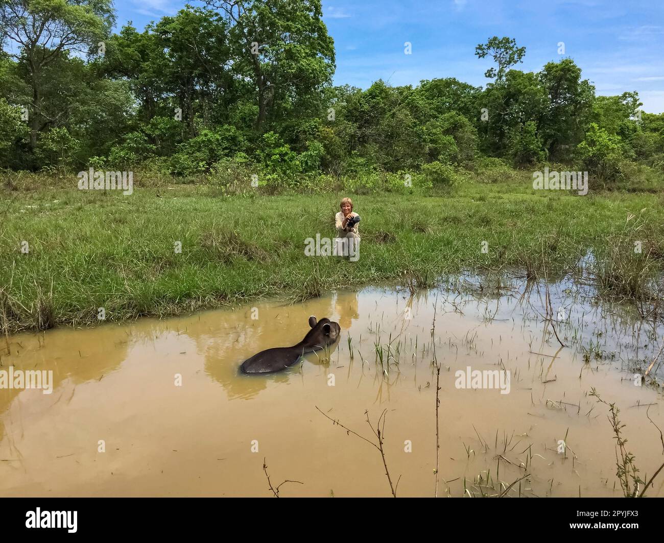 Female tourist watches a Tapir swimming in a muddy pond, kneeling on ...