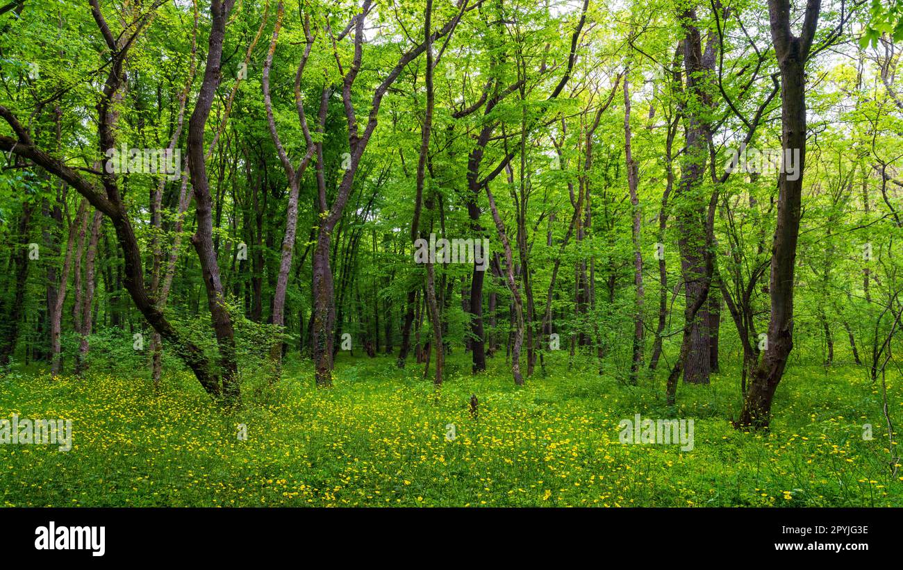 Spring forest landscape hi-res stock photography and images - Alamy
