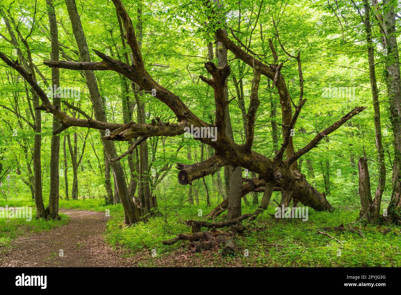 Fallen tree in the green forest Stock Photo - Alamy