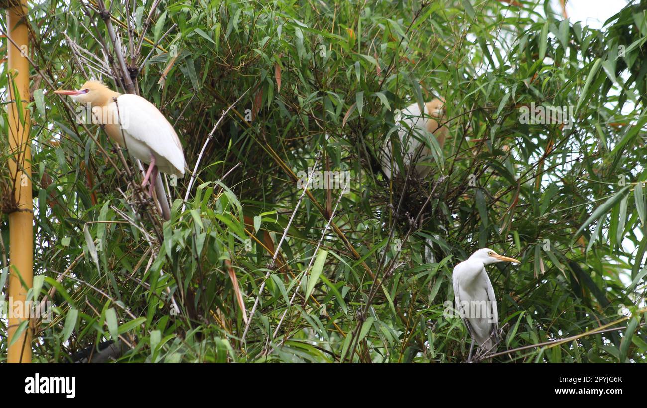 Cattle egret birds on a tree Stock Photo - Alamy