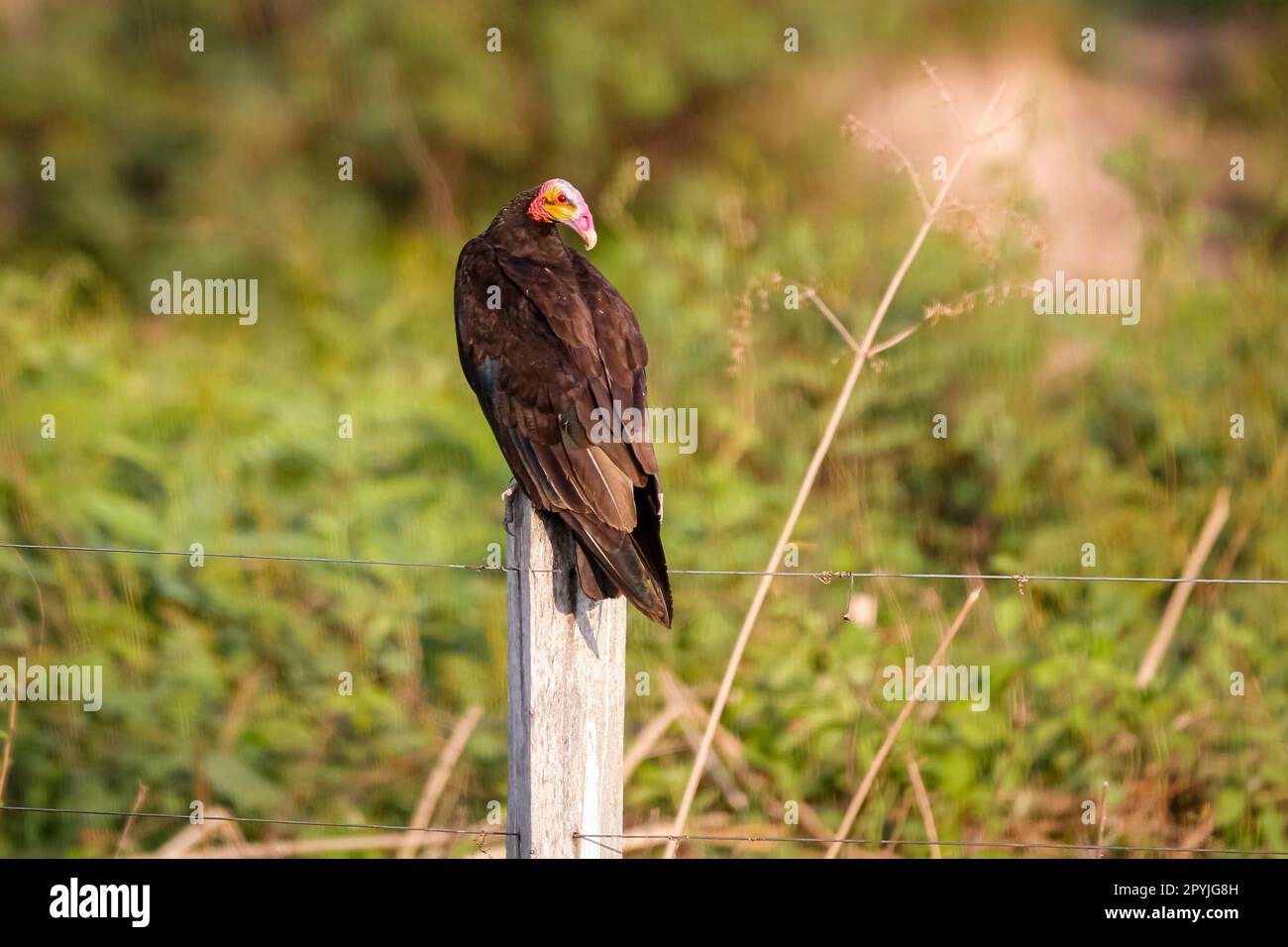 Lesser yellow headed vulture from the back perched on a wooden post in ...