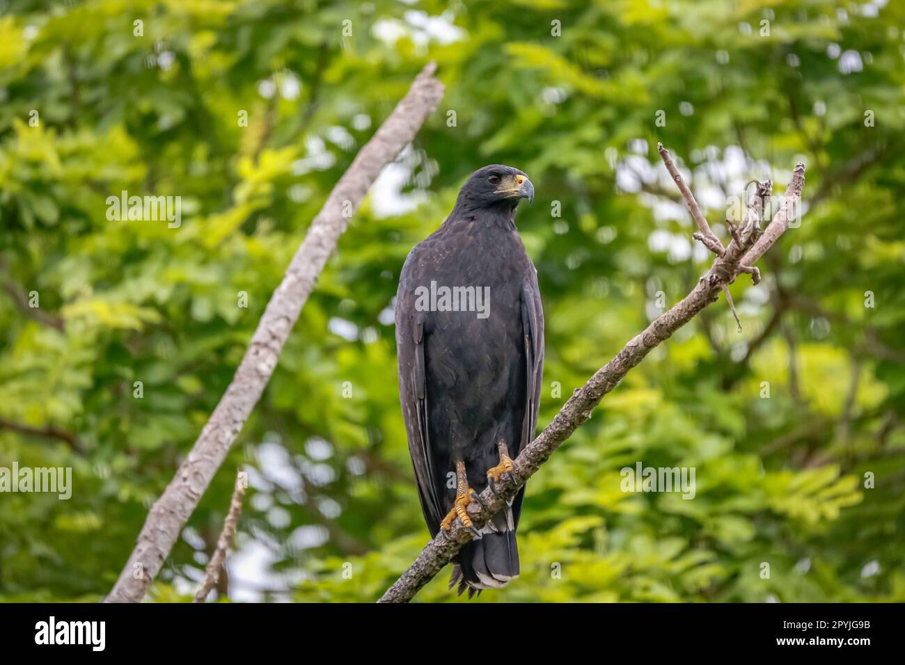 Close-up of a Great black hawk perched on a branch against green ...
