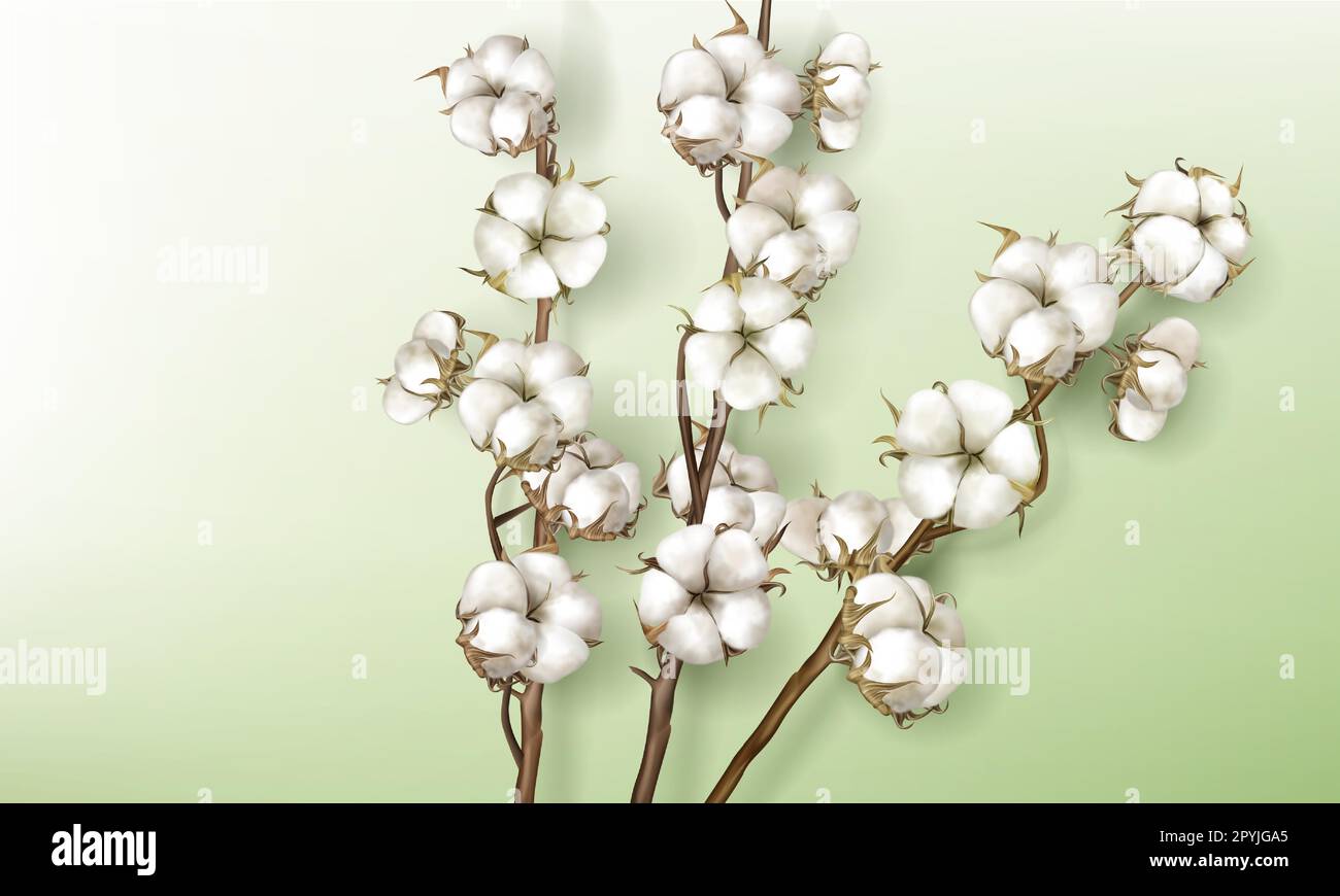 Realistic cotton branches with flowers, beautiful stems with white ...