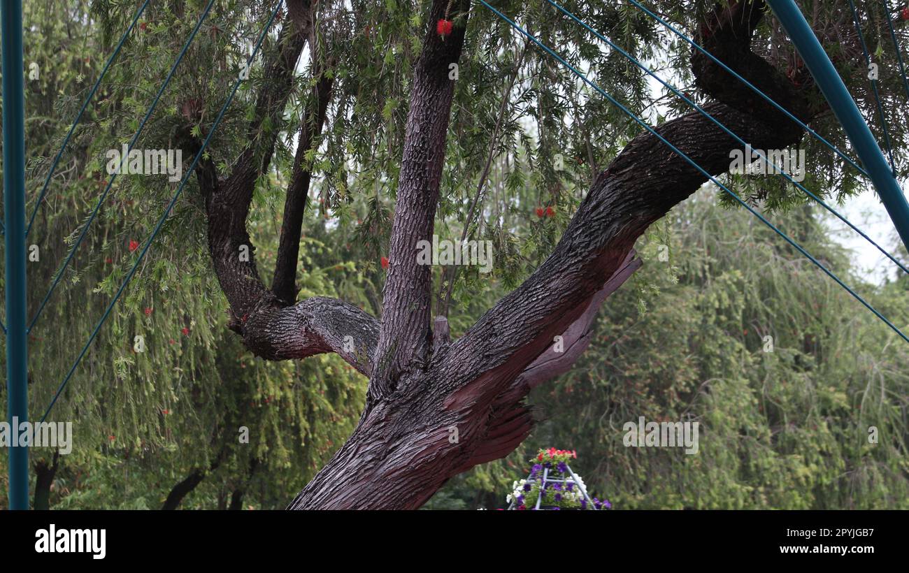 Beautiful tree view hi-res stock photography and images - Alamy