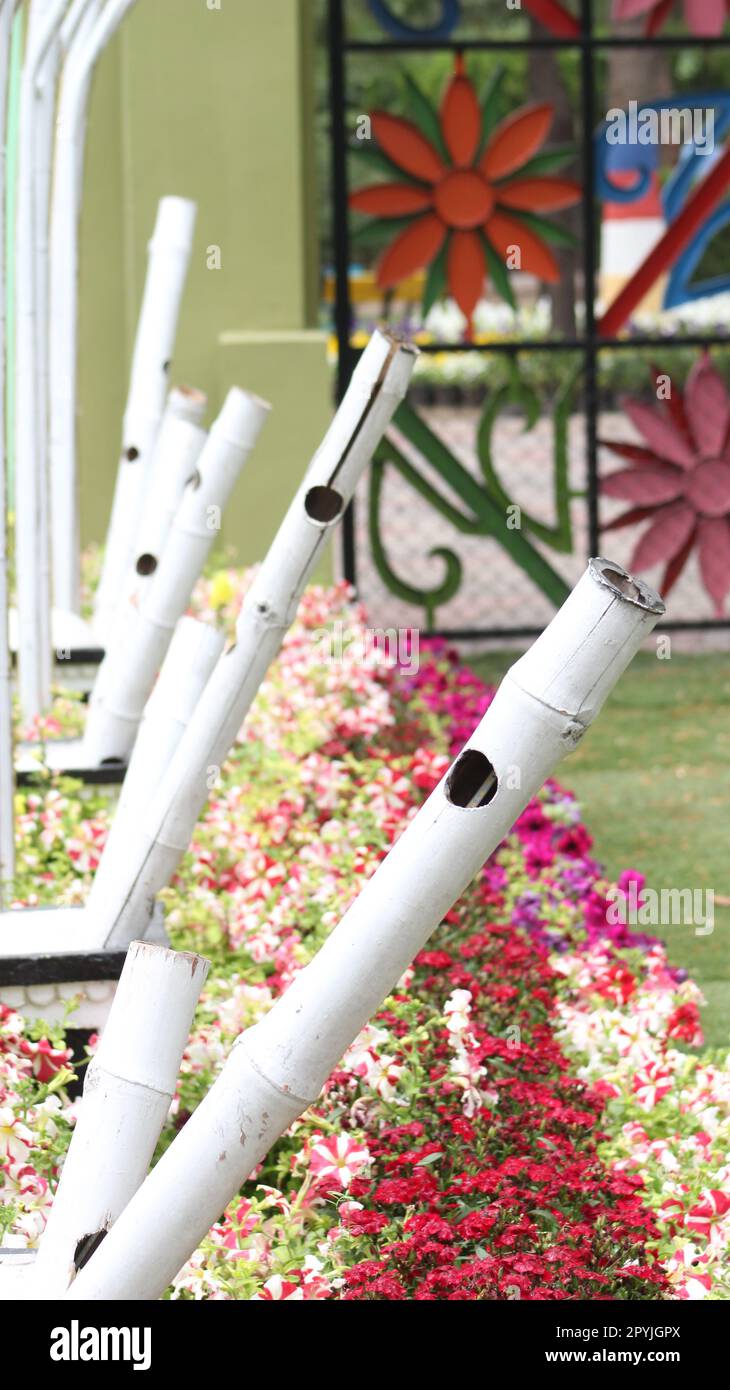 Surfinia flowers path and boom bush Stock Photo - Alamy