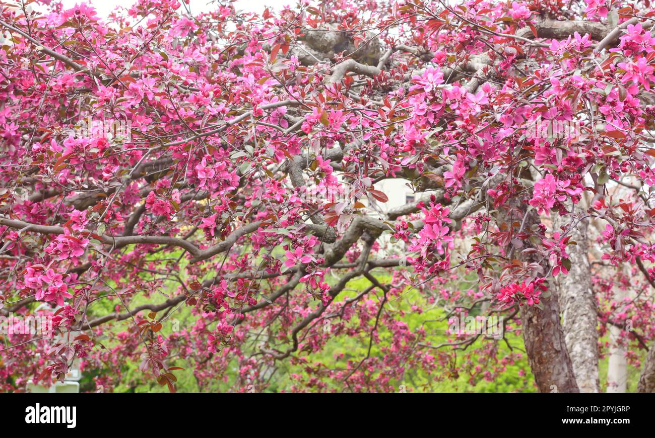 View of decorative apple tree with pink flowers in horizontal format ...