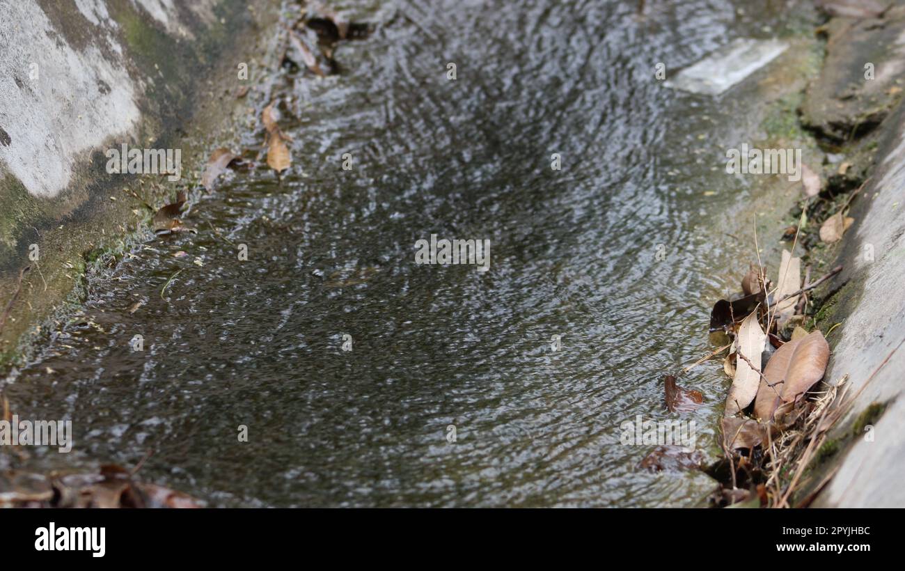 forest water pathway Stock Photo - Alamy