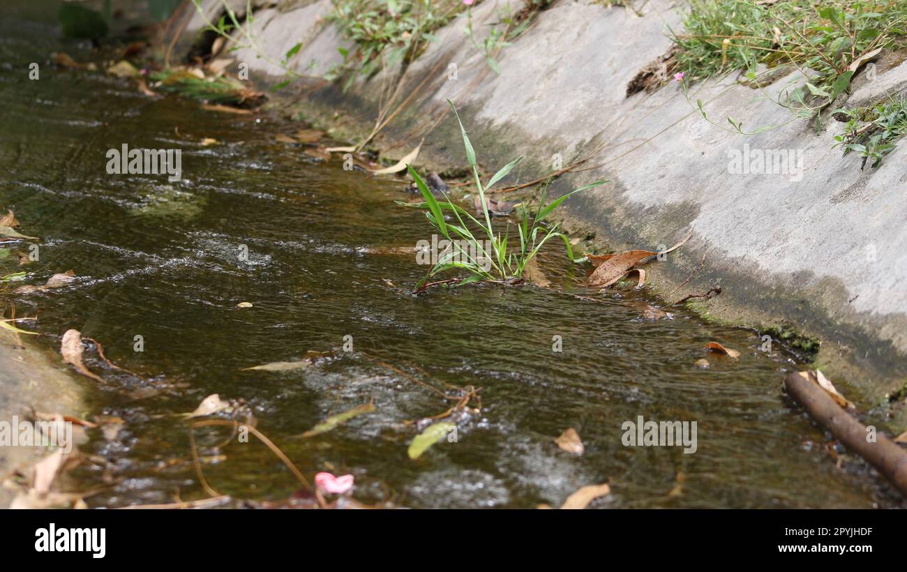 water pathway on a forest Stock Photo - Alamy