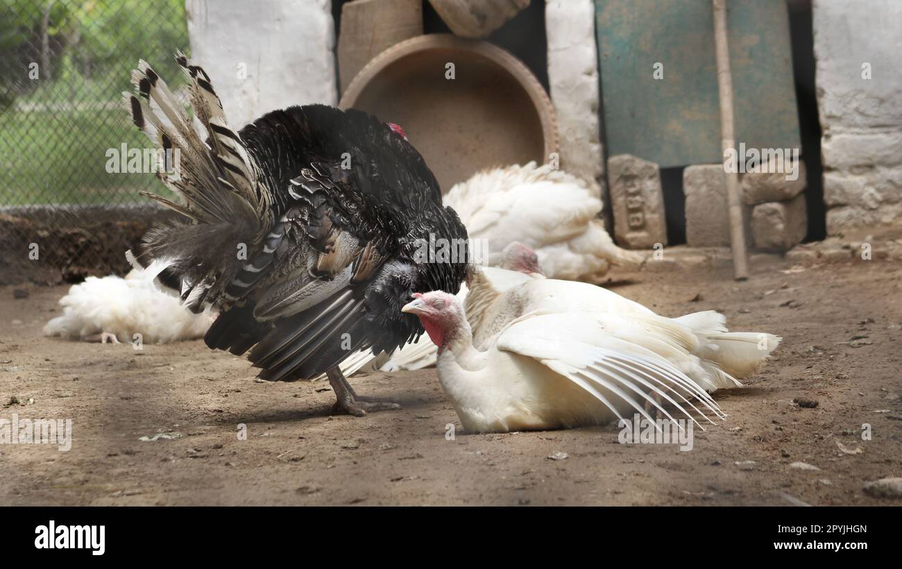 Royal Palm turkey birds breed Stock Photo - Alamy