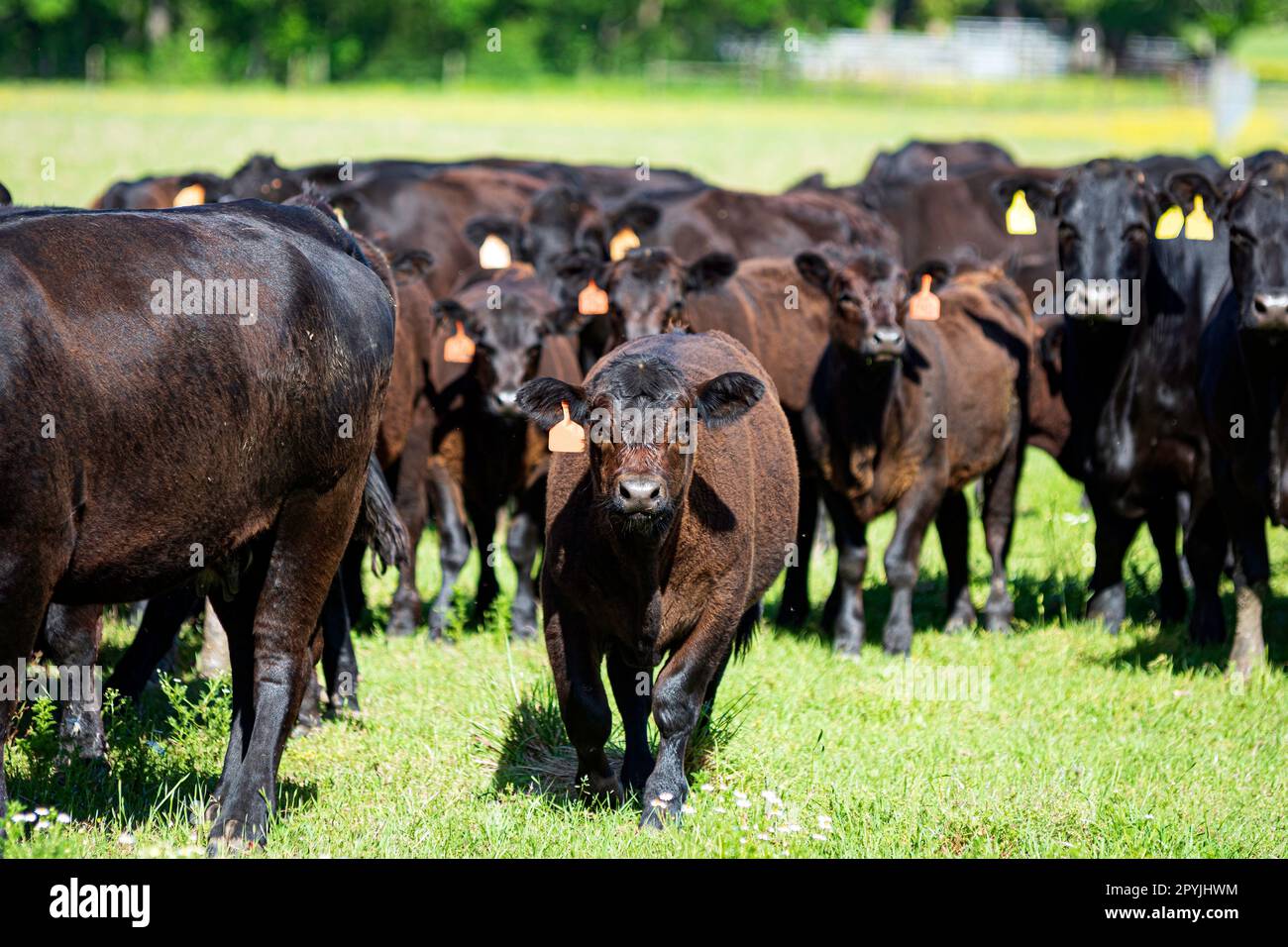 Fat Angus beef calf walking toward the camera while surrounded by ...