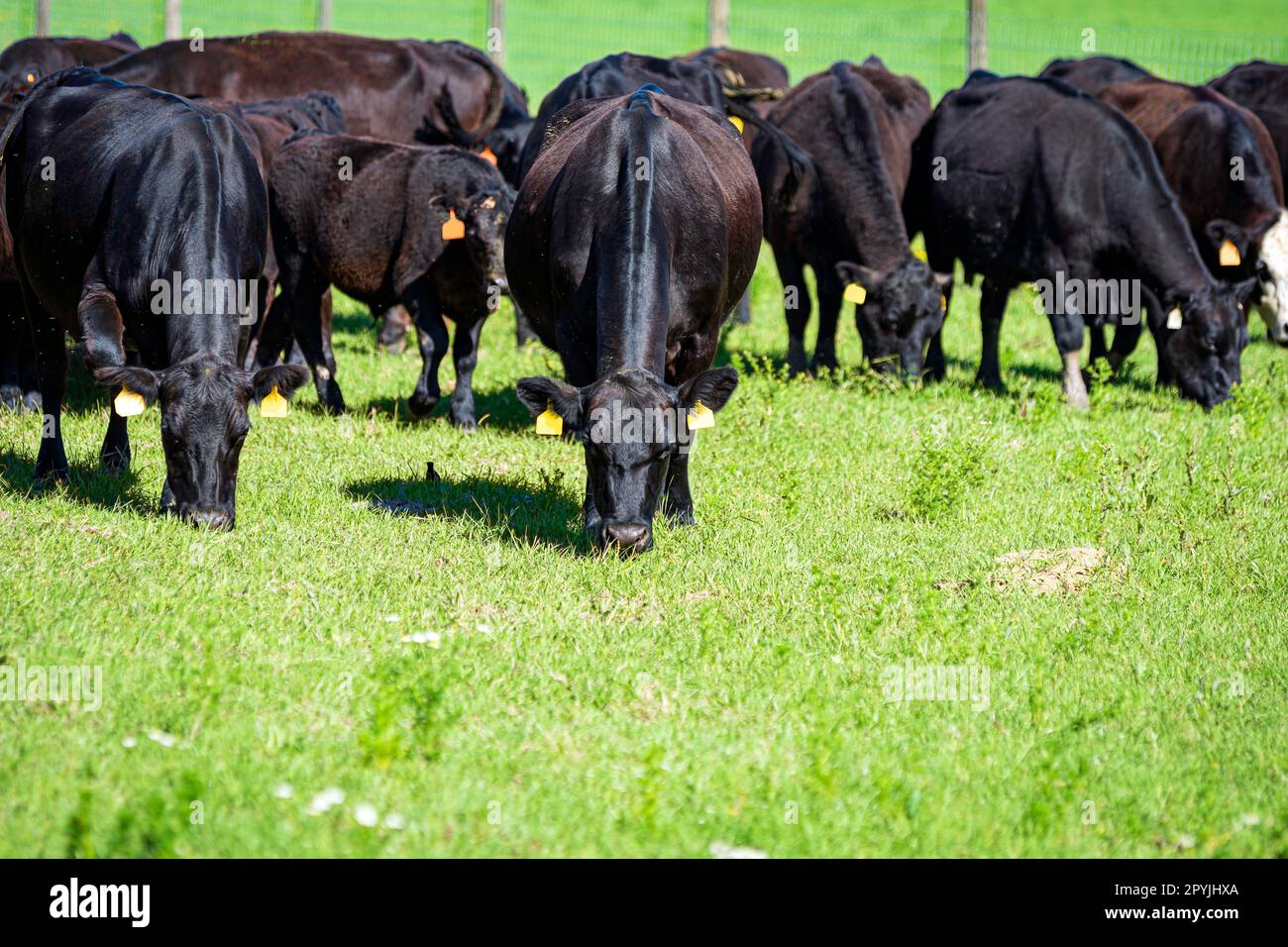 Cows grazing in lush green grass field hi-res stock photography and ...