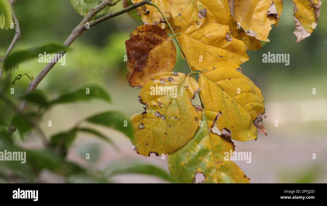 Farmer damaged crop hi-res stock photography and images - Alamy