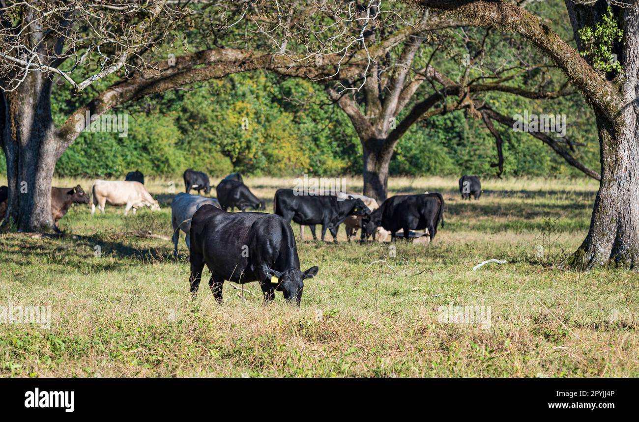 A herd of commercial cattle graze in a pasture shaded by old grove ...