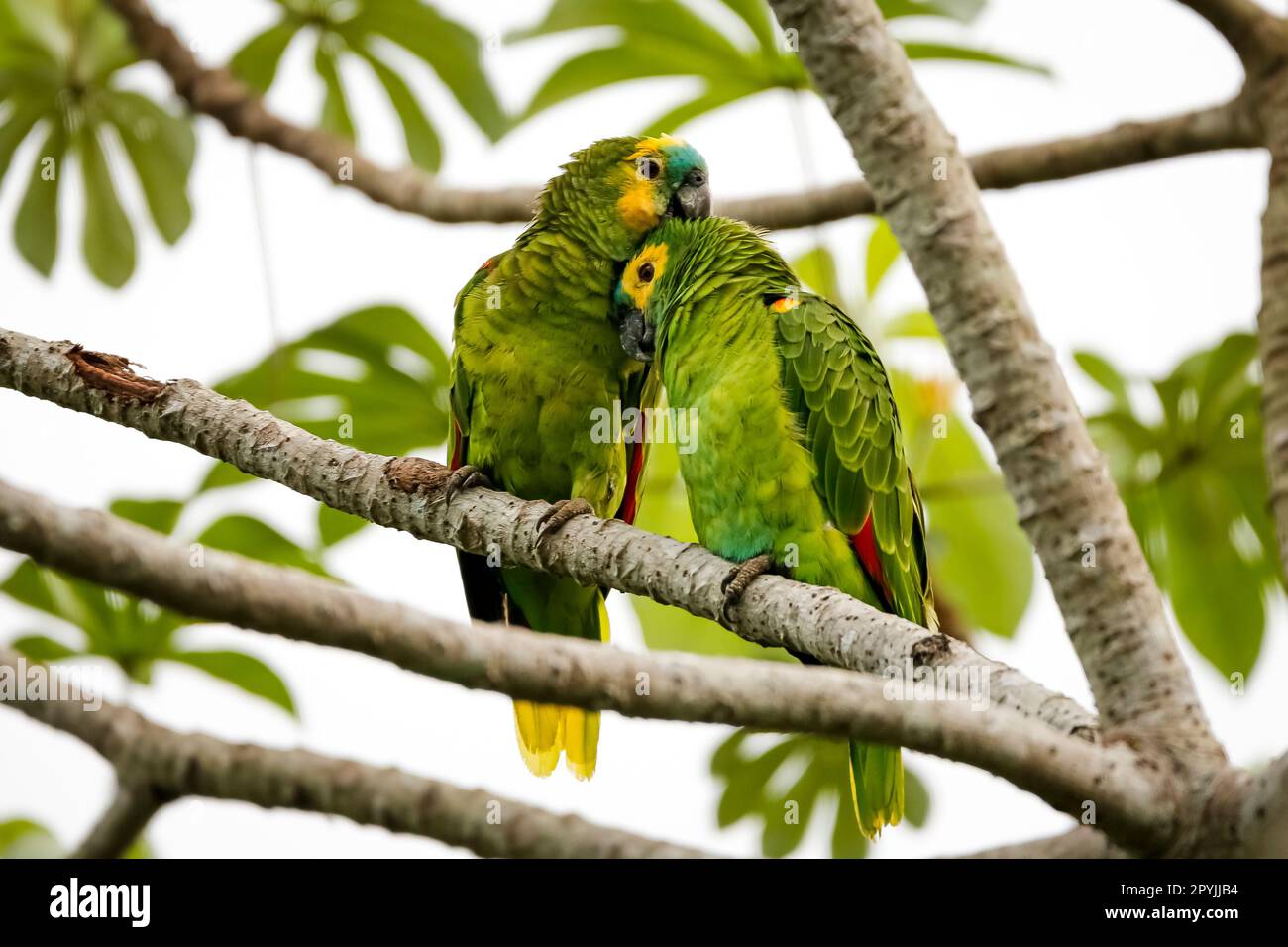 Close-up of lovely couple of Blue-crowned parakeets perched cuddling ...