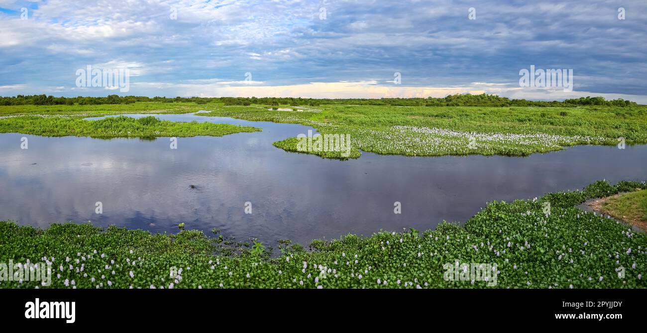 View of meandering river, meadows and water hyacinths in bloom in the ...