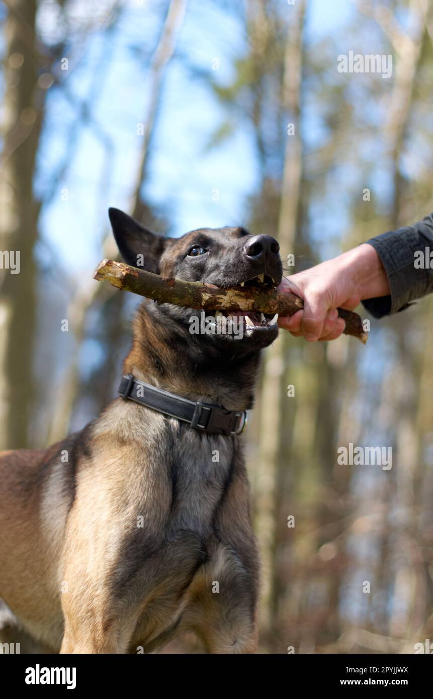 Pull stick hi-res stock photography and images - Alamy