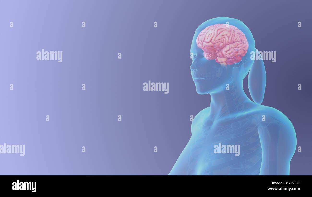Anatomy of female brain medical concept Stock Photo - Alamy