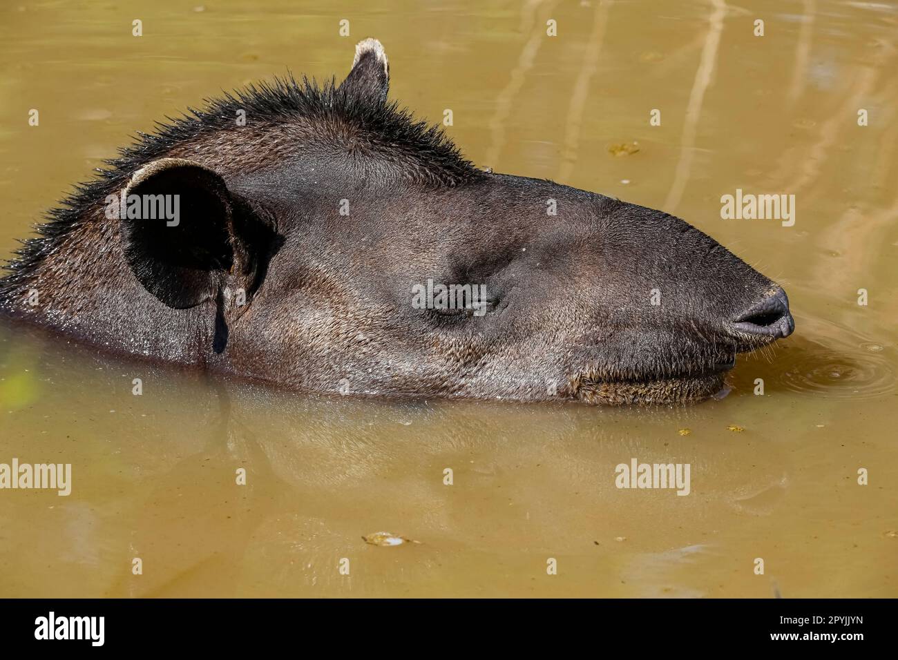 Close-up of a Tapir head in a muddy pond, side view face, Pantanal ...