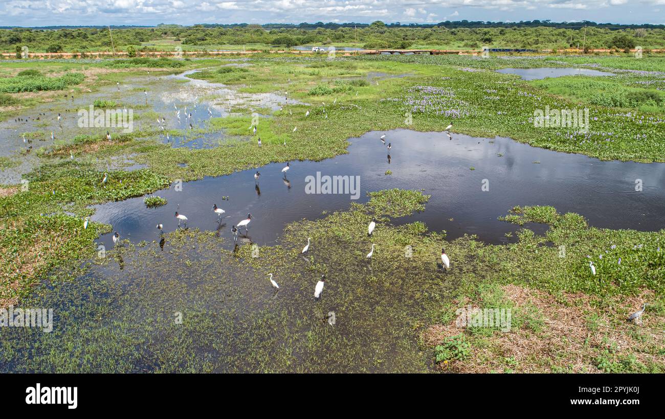 Aerial view of a lagoon and meadows with Jabiru storks and Great egrets ...