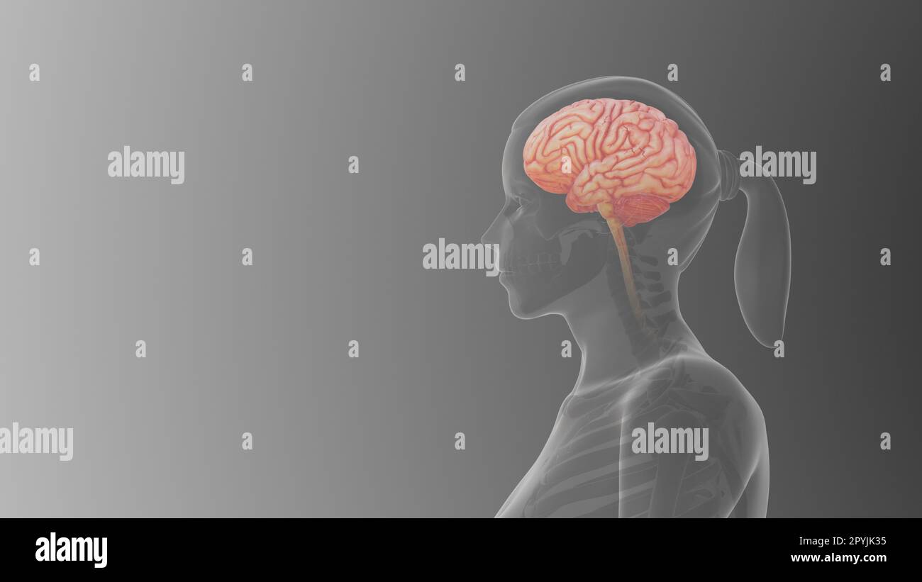 Female brain anatomy, lateral view, medical concept Stock Photo - Alamy