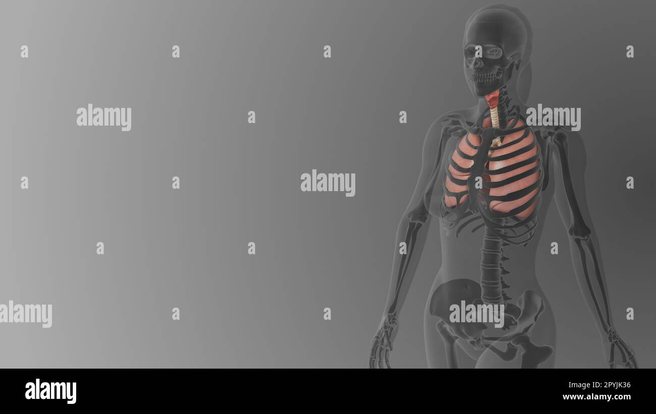 Female chest anatomy hi-res stock photography and images - Alamy