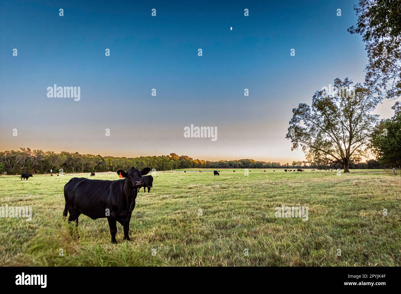 Angus commercial heifer looking at the camera in a southern pasture at ...