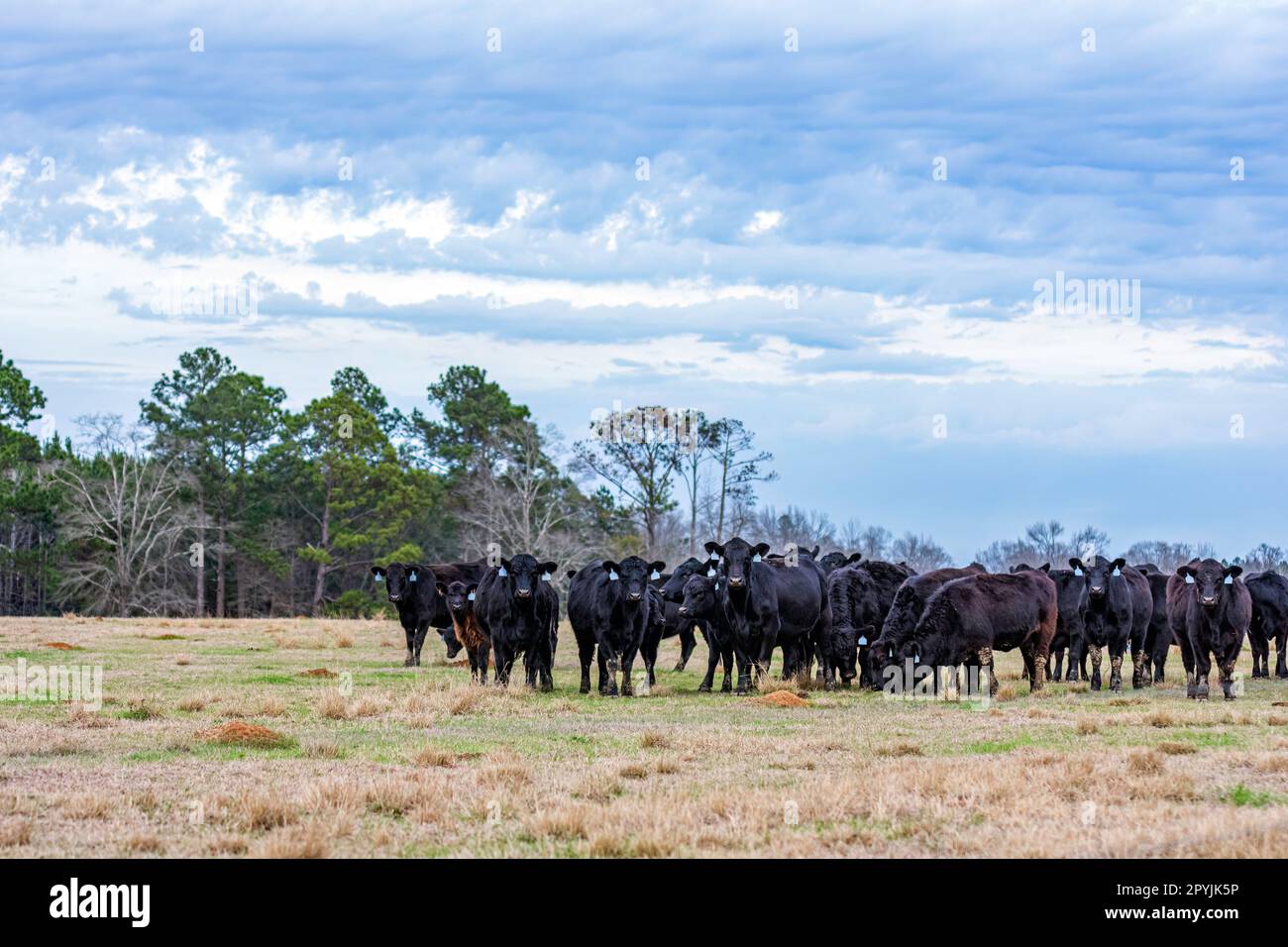 Agricultural background with a herd of black Angus cattle looking at ...