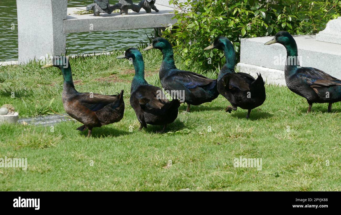 Los Angeles, California, USA 1st May 2023 Black Ducks in Garden of ...