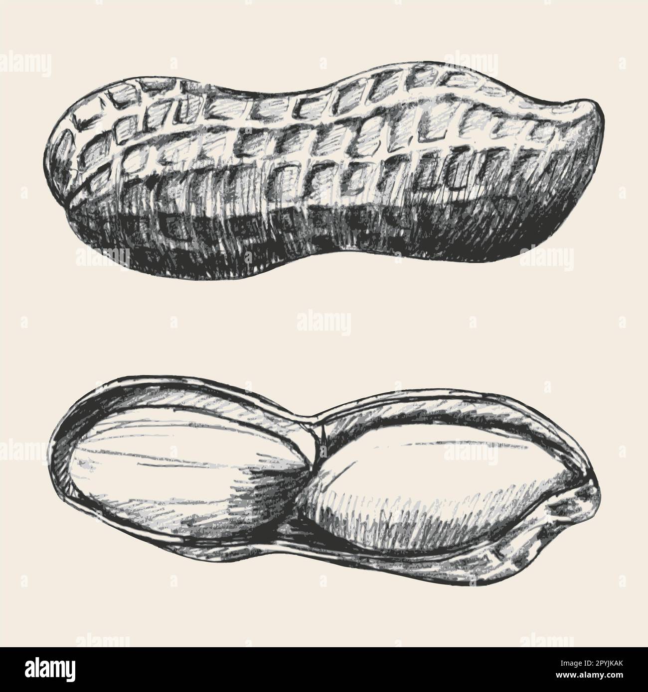 Peanut Shell Drawing