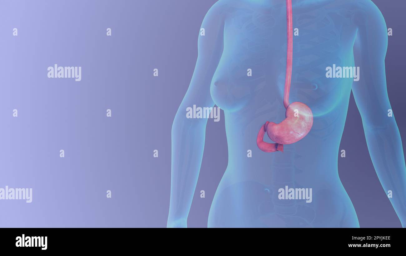 Female abdominal anatomy hi-res stock photography and images - Alamy