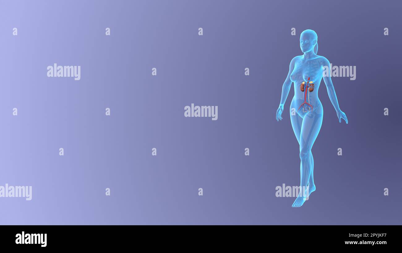 Visualizing the Female Urinary System while walking Stock Photo - Alamy
