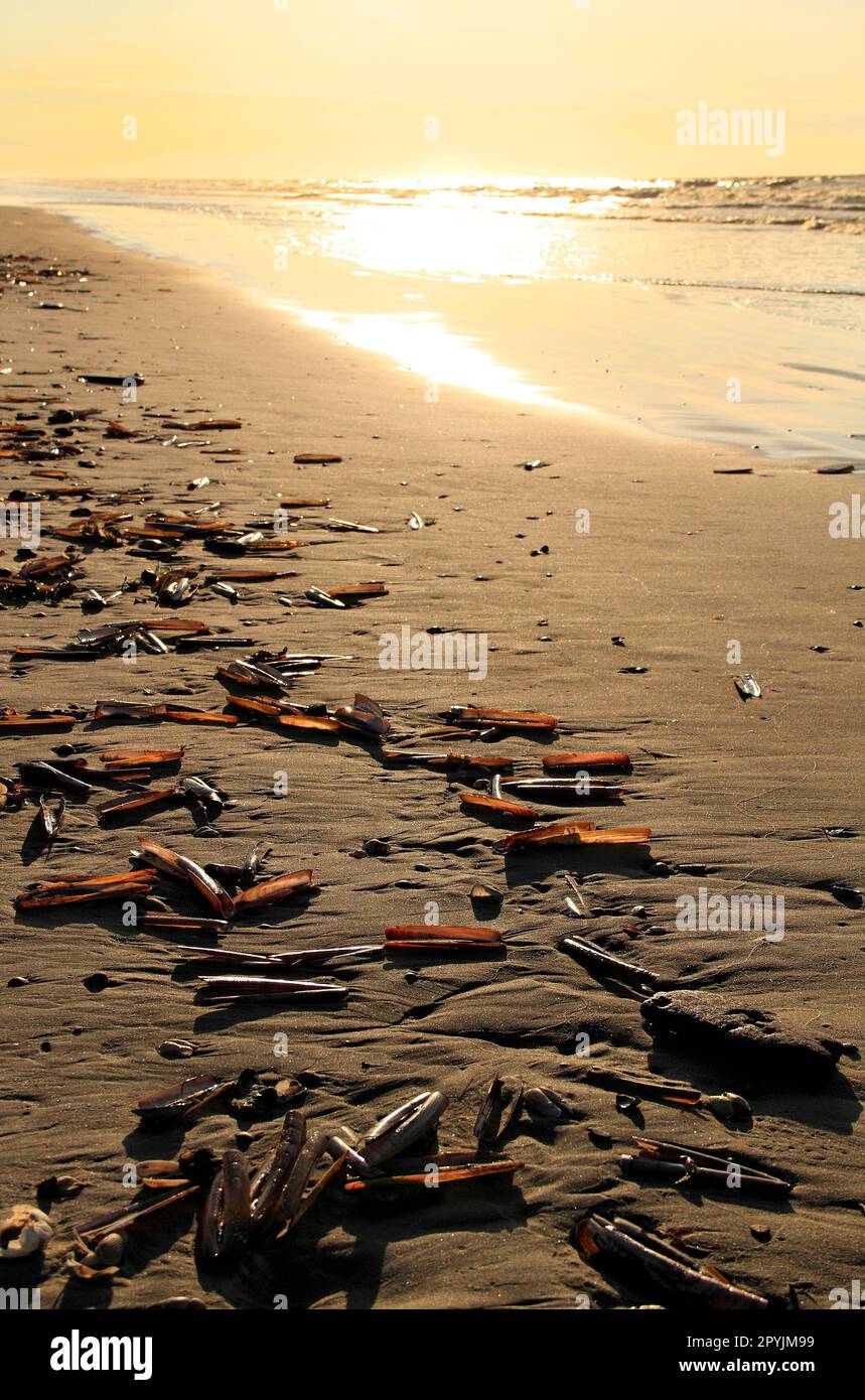 Sword shells hi-res stock photography and images - Alamy