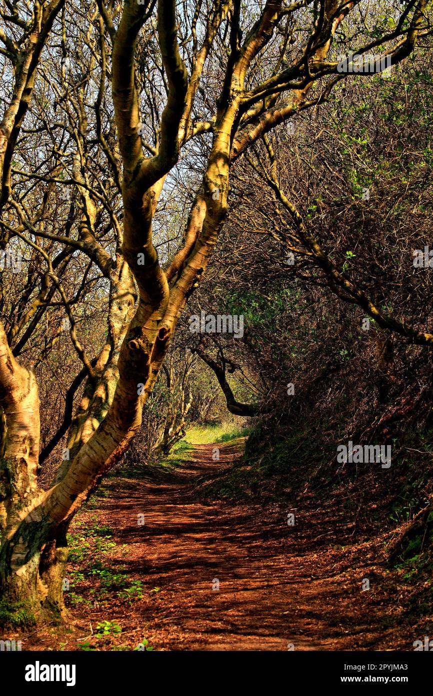 Pathway in Nature, Juist Germany Stock Photo - Alamy