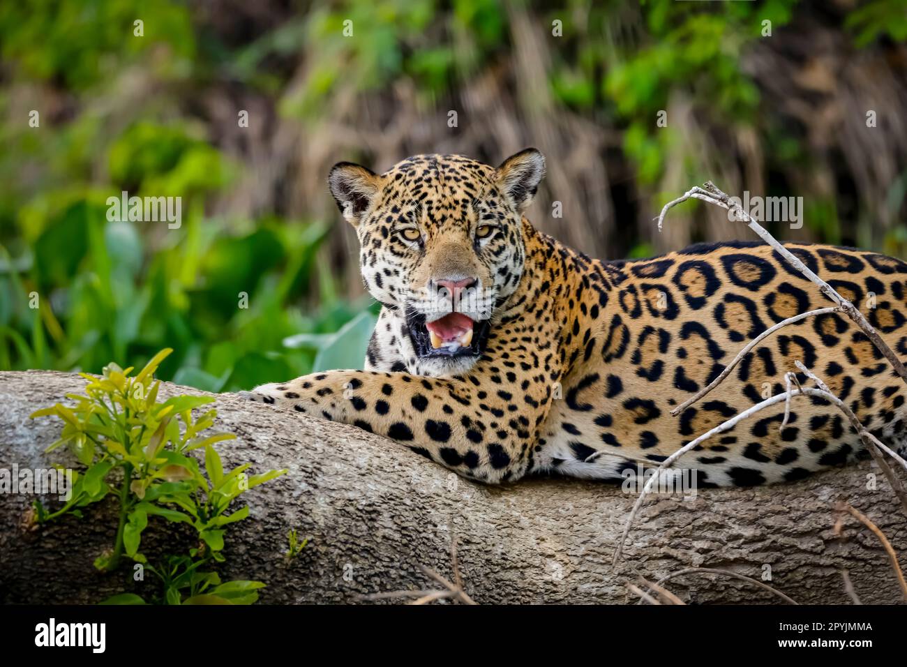 Magnificent Jaguar resting on a tree trunk at the river edge, facing to ...