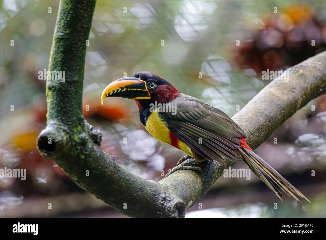 Close-up of a Chestnut-eared Aracari perched on a branch in a garden ...