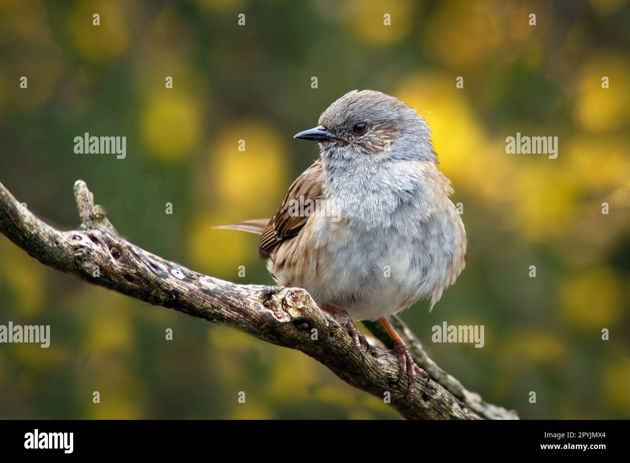A close up portrait of a dunnock, prunella modularis, also known as a ...