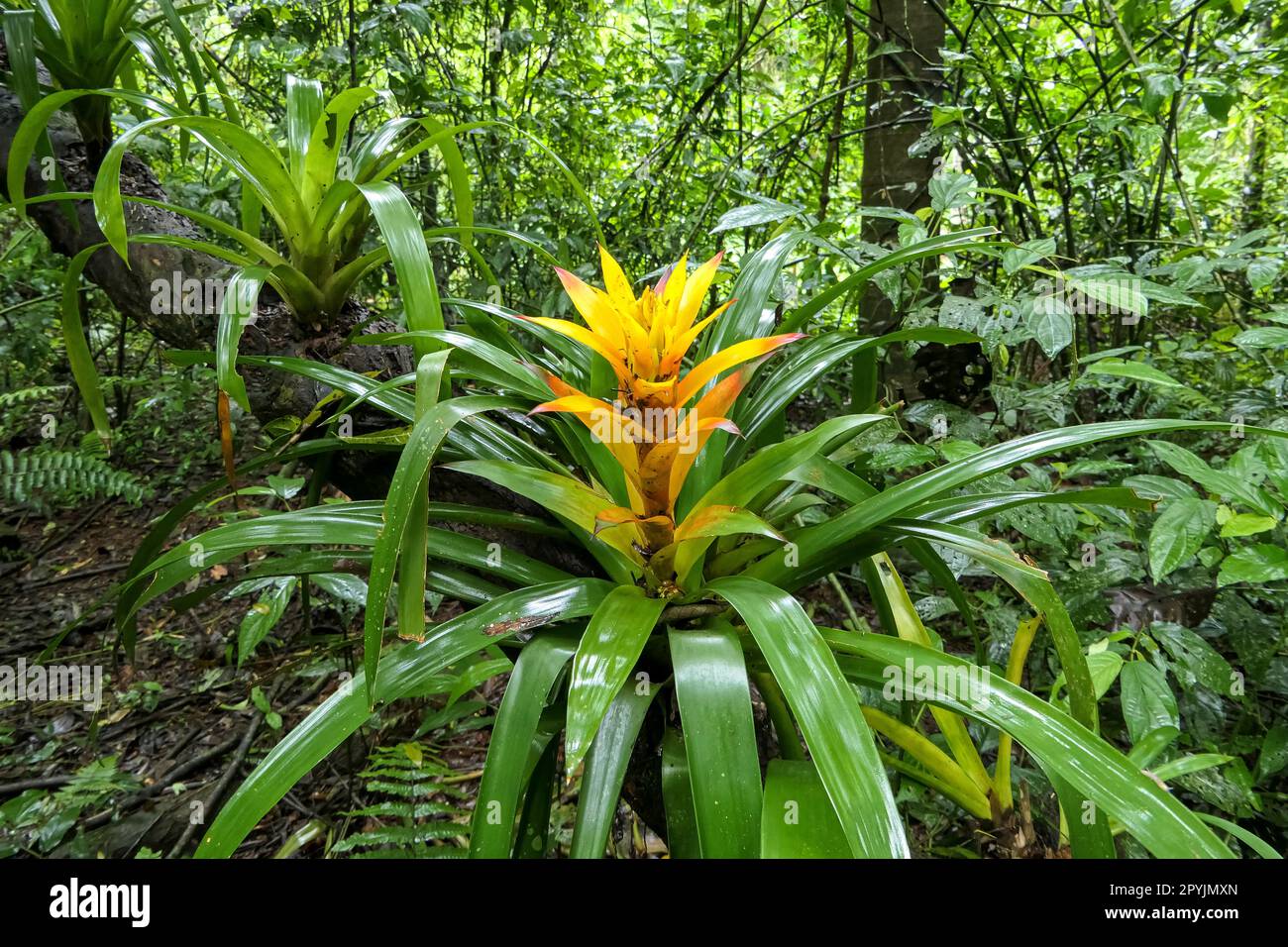 Yellow Bromelia with lush shiny green leaves, Amazonian garden, Brazil ...