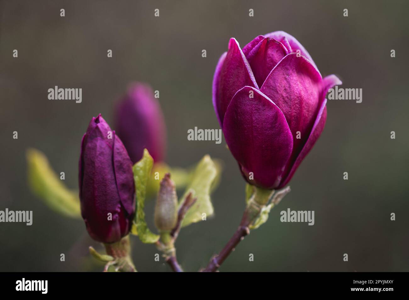 A close up photograph of a magnolia genie flower. There are two out of ...