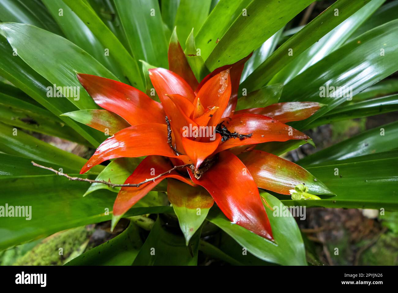 Close-up of a red Bromelia with lush shiny green leaves, Amazonian ...