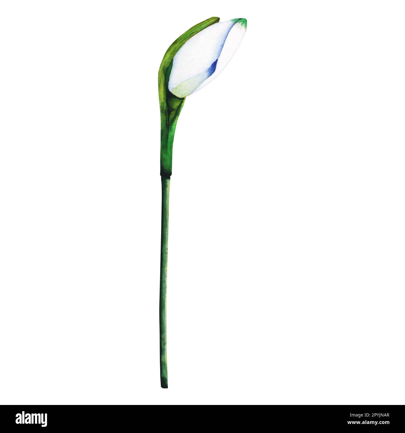 Watercolor snowdrop. Botanical illustration of flower. Watercolor ...