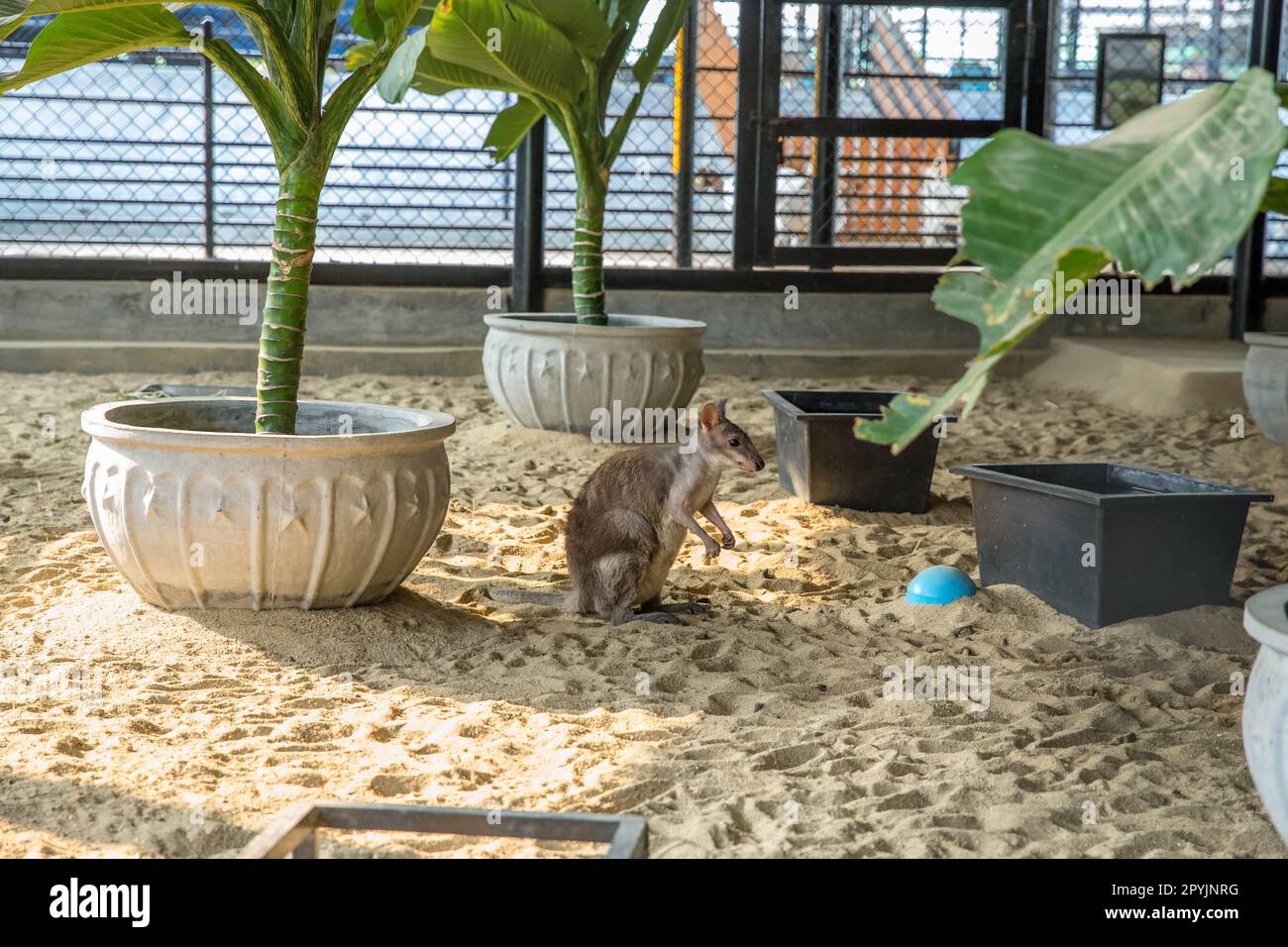Ayutthaya, Thailand - March 6, 2023 : Kangaroo in the zoo of ...