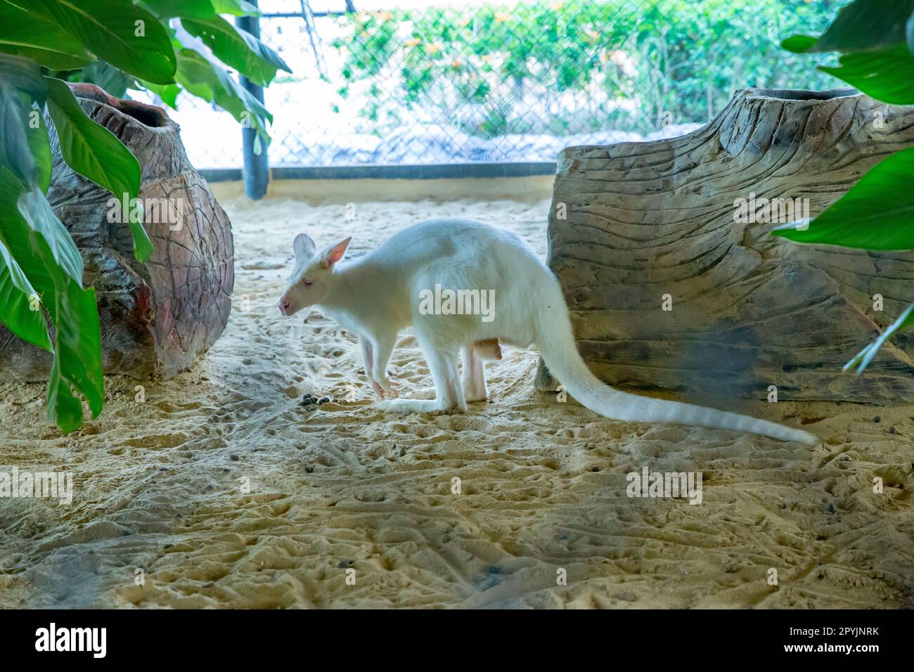 Ayutthaya, Thailand - March 6, 2023 : Wallaby Kangaroo in the zoo of ...