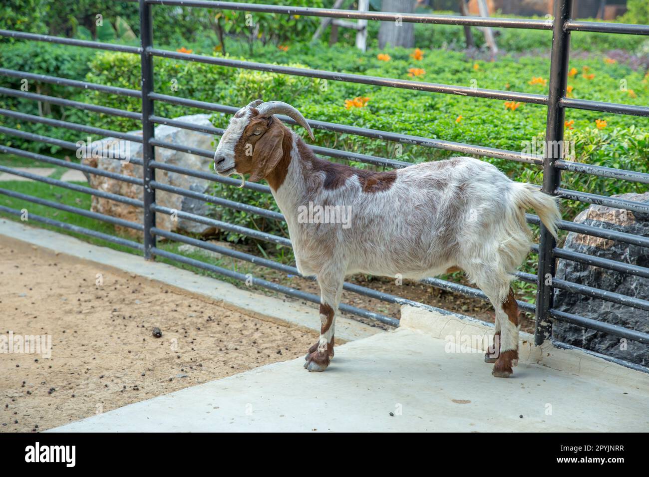 Ayutthaya, Thailand - March 6, 2023 : Lovely Goat in the zoo of ...