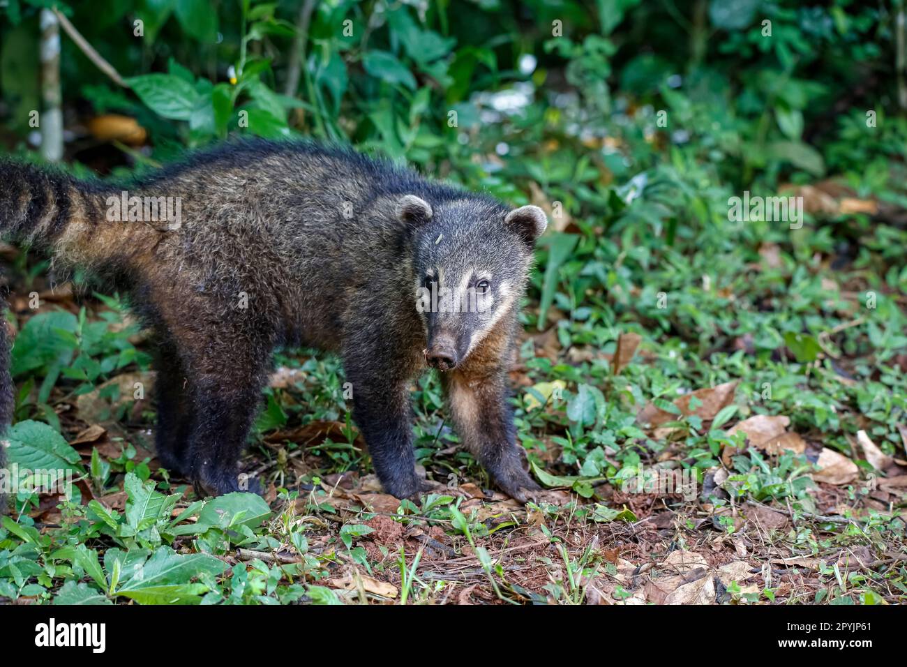 Coati roaming in natural habitat, facing camera, Iguazu Falls ...