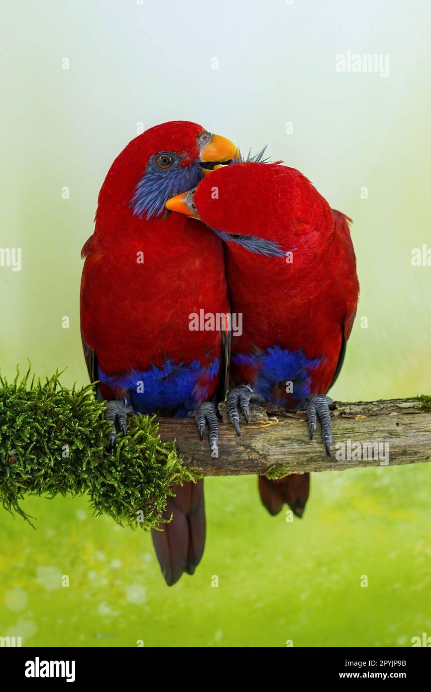 blue-eared lory or Ceram lory Stock Photo - Alamy