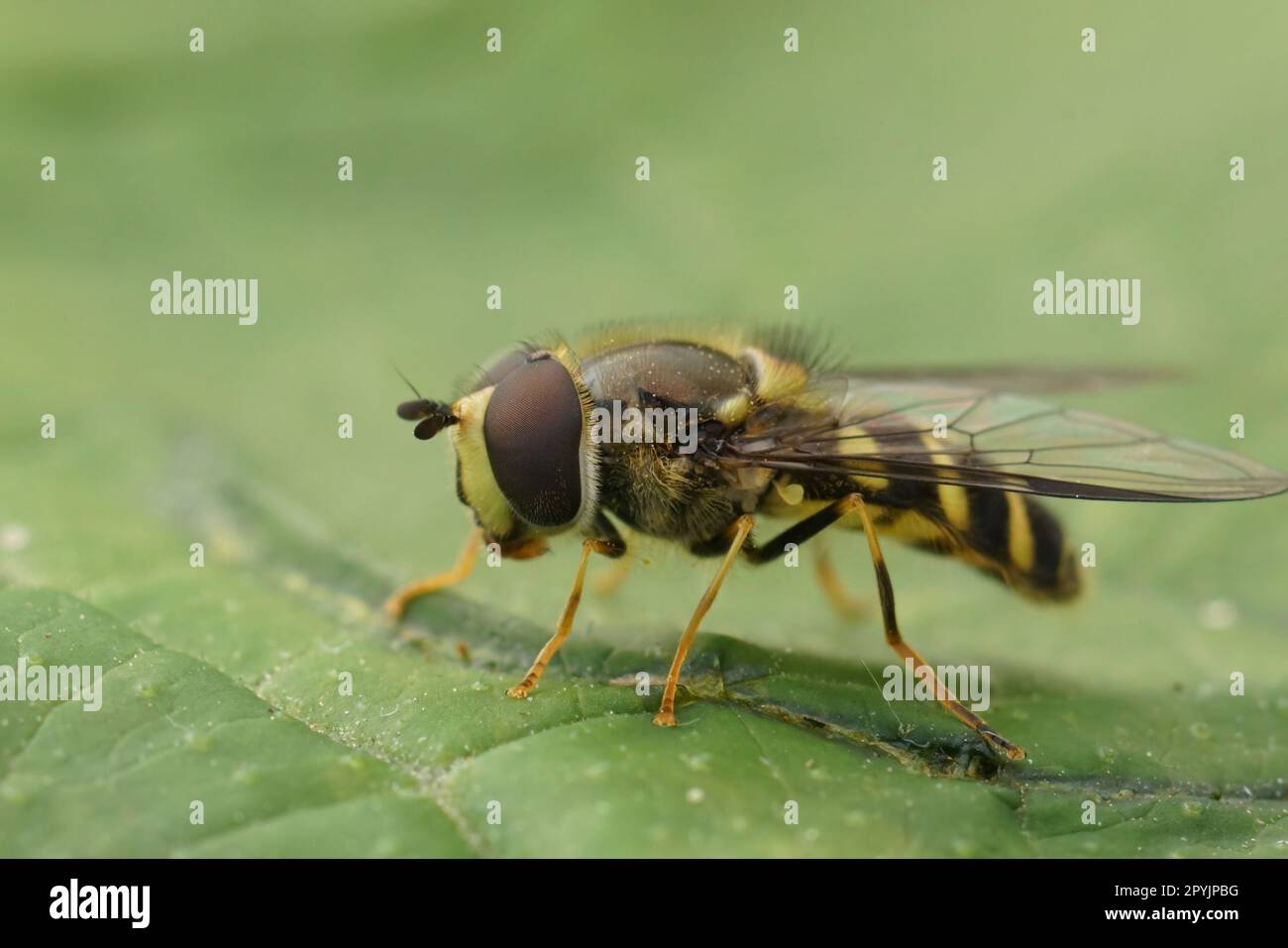 Detailed natural closeup on a European Stripe-backed Fleckwing hoverfly ...